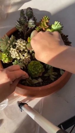 Mini Jardim de Suculentas em Vaso #Shorts