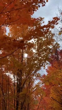 Fall colors #canada #nature #toronto