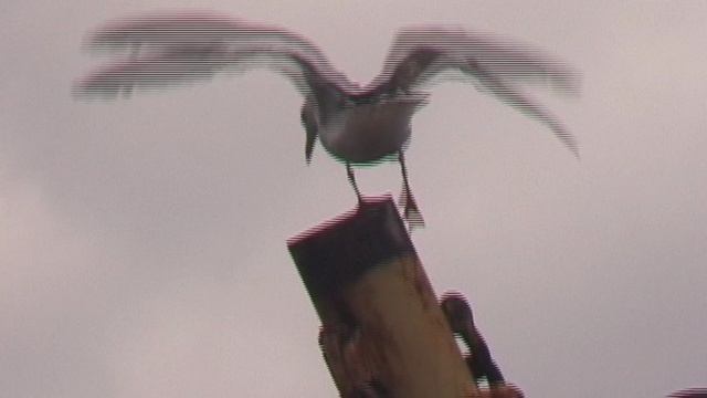 чайка качается на стреле