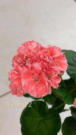 Корейская селекция. Зональная #пеларгония