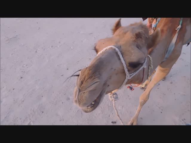 Тунис Двухдневная экскурсия в Сахару