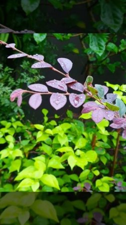 Cây hồng phụng | Loropetalum chinense #garden