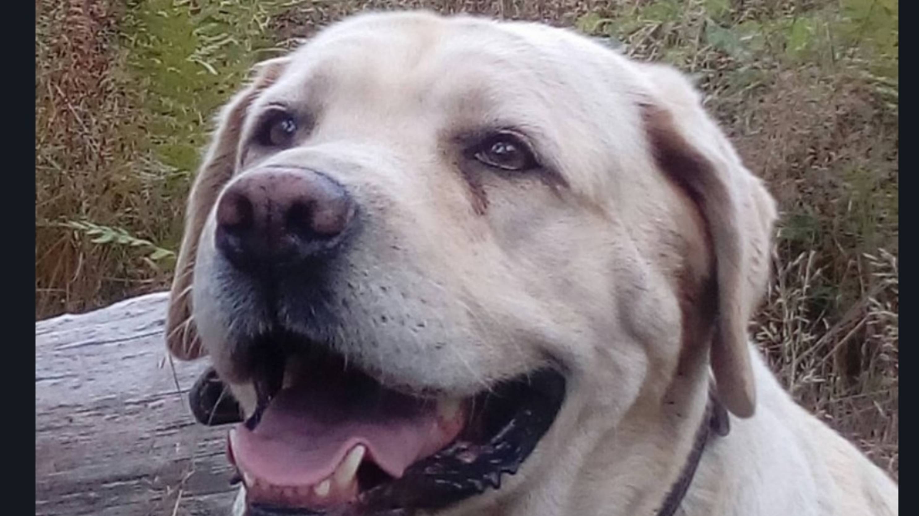 джесси сентябрь 2020г