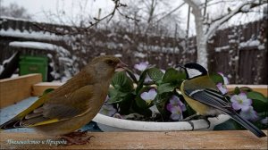 На кормушку прилетели Зеленушки, Большие Синицы и Воробьи (01.01.2025 года)