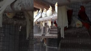 Весна 23 марта, гнездовка птиц. Подкормка птиц.