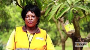 Kenya Makueni-Technologies to control Fruit Fly  6min 45 secs