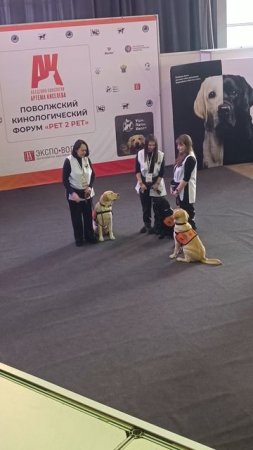 Чему научились собаки поводыри...