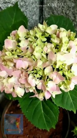 #Hydrangea flowering/Sobha's world