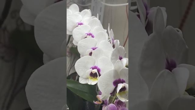 У Аркс  Рея уже три открывшихся цветка