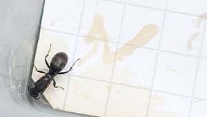 Azteca sp. 1 "black" (Ecuador) 08.02.2024