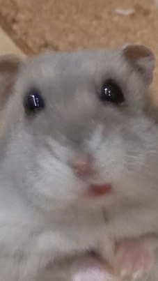 scene_output.mp4