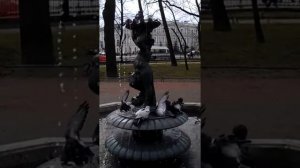 Мутные Питерские голуби моют подмышки
