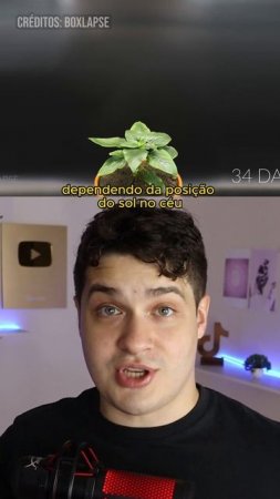 GIRASSOL CRESCENDO DO ZERO