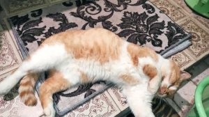 Рыжик Родительский дом(3)