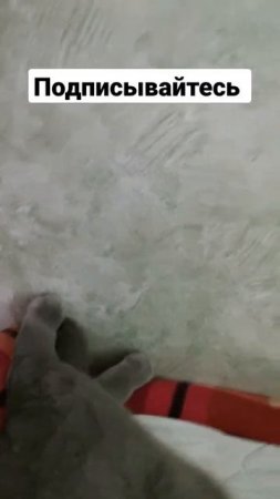 Кот греет лапки 🐾