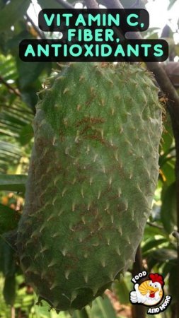 Graviola: Exploring the Tropical Wonders of the Soursop Fruit