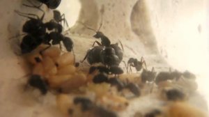 Camponotus saxatilis