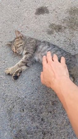 Котёнка бросили на улице пожалуйста кто нибудь заберите котёнка домой