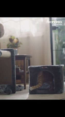 Feandrea | Share With The Elderly
