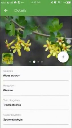 PlantSnap identifies a Golden currant (Ribes aureum)
