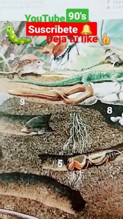 Cetonia dorada o mayate y su larva en los prados de los bosques templados. #animal #ecosistemas