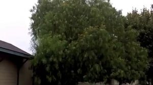 Schinus molle - California Pepper tree
