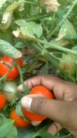 Tomato garden || #naturevideo #villagevlog #vegetables