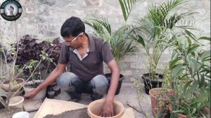 How To Care Lemon Jasmine For Lots of Flowers in Bengali.