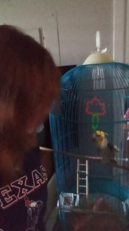 cockatiels whistling for me