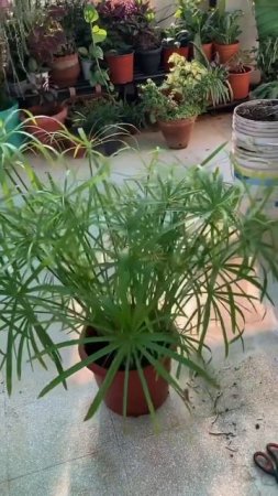Umbrella palm