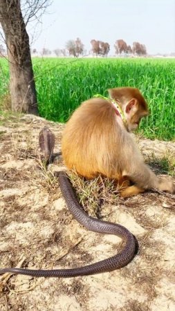 monkey short video Cobra snake rescue catching #kingcobra #monkey #kingsnake #animals #cobra#snake