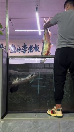 Arapaima Fish #jibonerpath