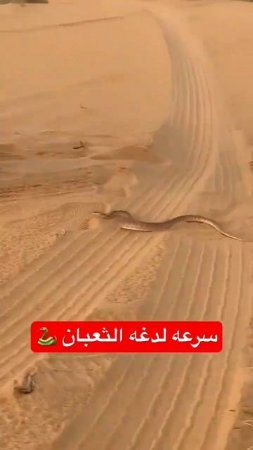 سرعة لدغة الثعبان 😮 #10مليون
