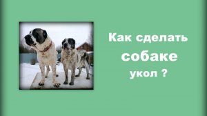 Как сделать собаке укол