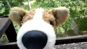 Дерзкий самолётик/the dog...