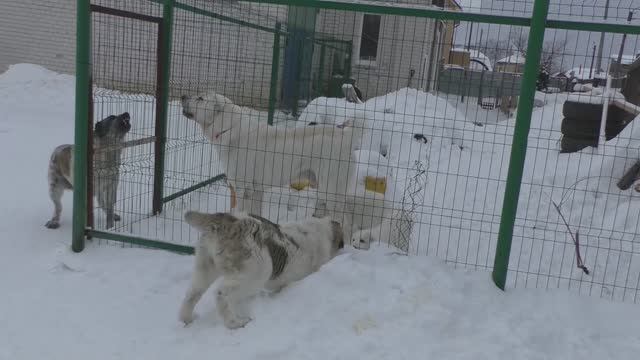 Добрый Папка Алабай