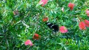 Cairns Birdwing butterflies  (Ornithoptera euphorion)