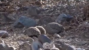 Montezuma Quail Yard RAB YouTube