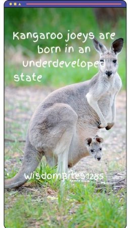 #didyouknow #shorts #facts #kangaroo #joeys