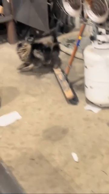 Птица из отряда специального назначения 💪