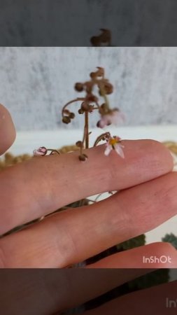 Цветение камнеломки Saxifrage flowering🍀🍀🍀