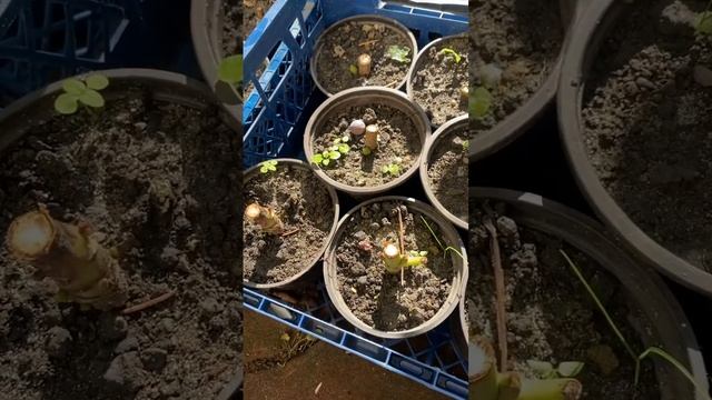 Размножение и выращивание крупнолистных гортензий…Саженцы в наличии 8-918-105-60-69 #гортензии