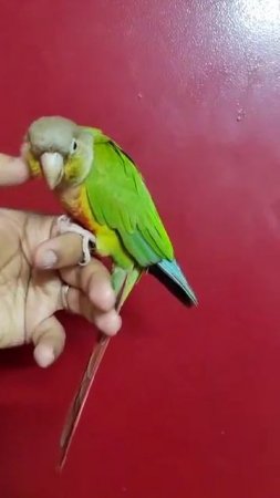 Tamed Pineapple Conure #conure #parrot #birds