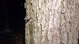 LOOK CLOSELY to find WHAT is leaking on your sap bags and taps.@SmokyLakeMaple