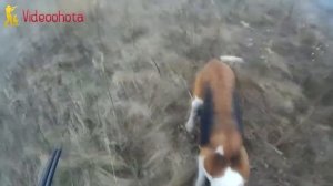 ОХОТА НА ГУСЯ