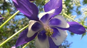 Wilde akelei (Aquilegia vulgaris) - 2016-05-11