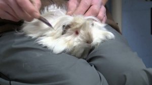 Adoptable Pet of the Week - Koala
