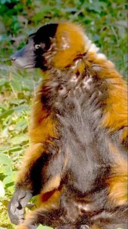 Красивый, стройный, чистоплотный Рыжий вари | Red ruffed lemur