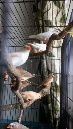 My singing birdies😍 Zebra finches