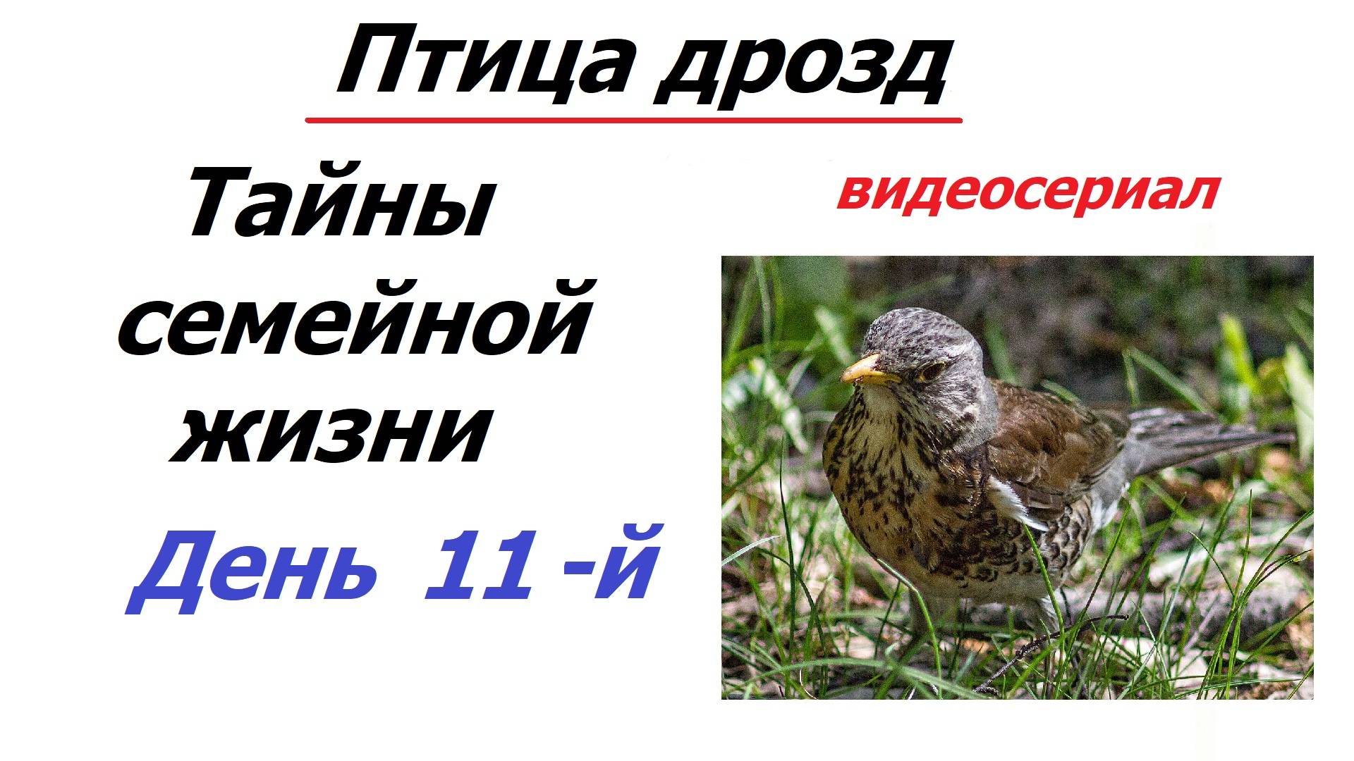История одной птичьей семьи. День 11-й. Сериал